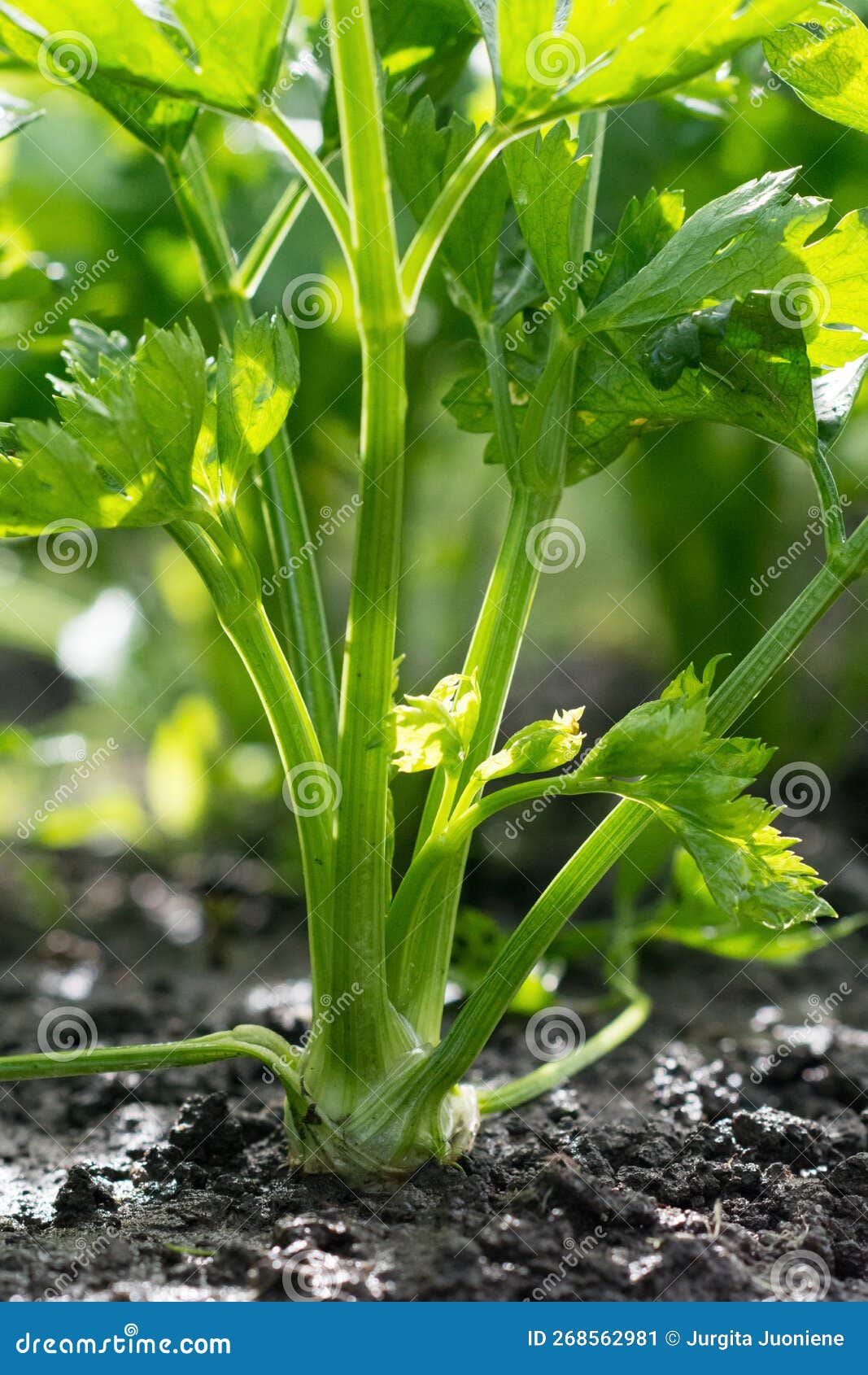 Celery Root Growing in Vegetable Garden at Summertime , Celery Growing ...