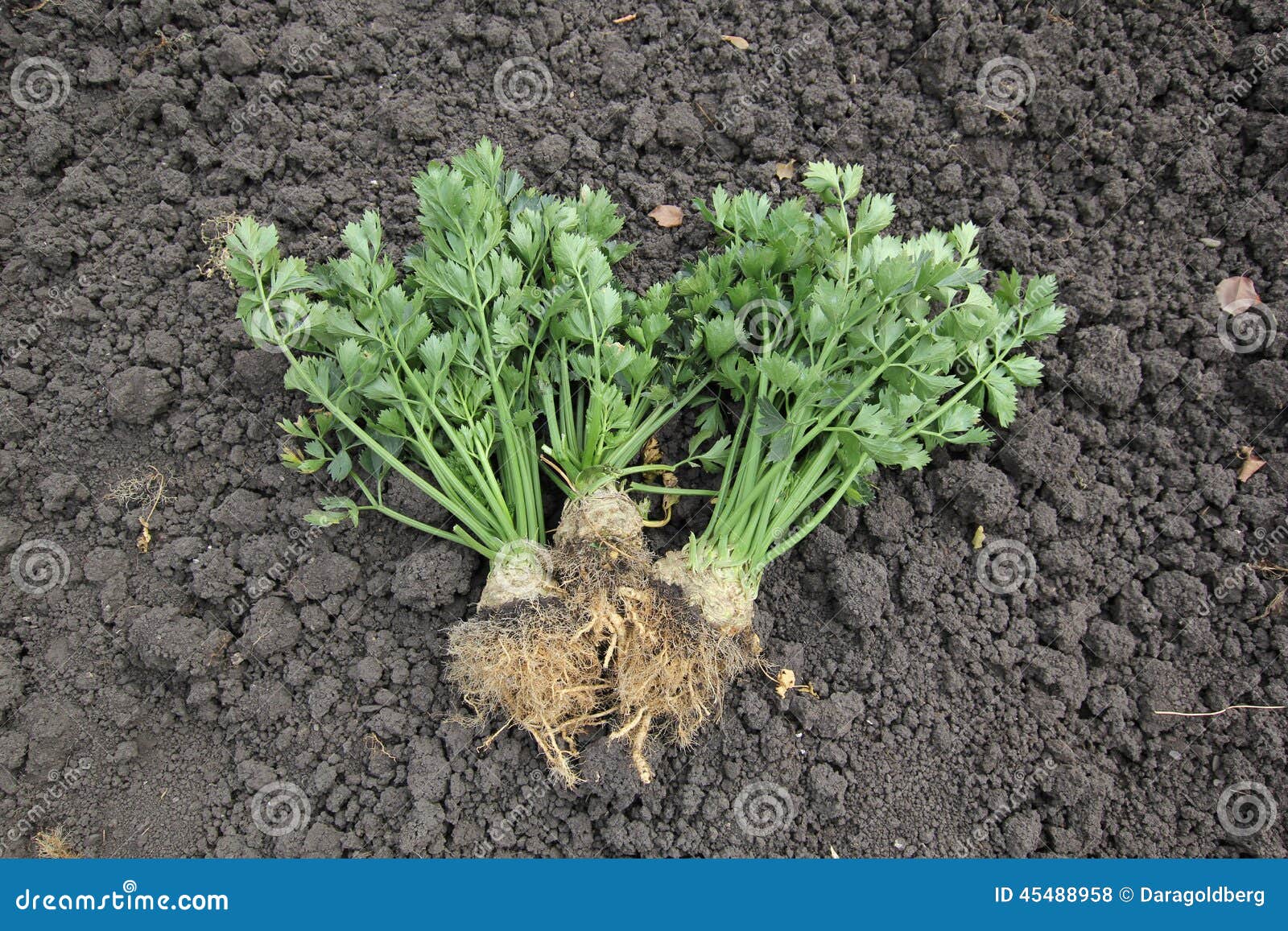 Celery root stock photo. Image of ground, celery, harvest - 45488958