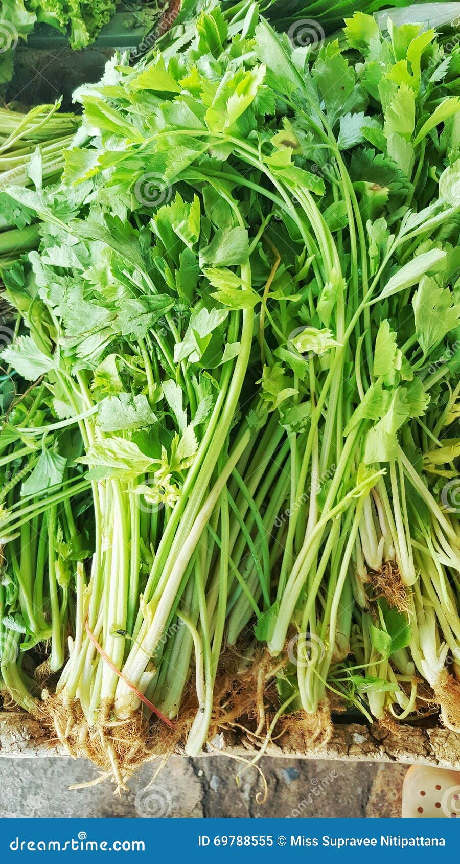 Celery or Smallage stock image. Image of smallage, ingredient - 69788555