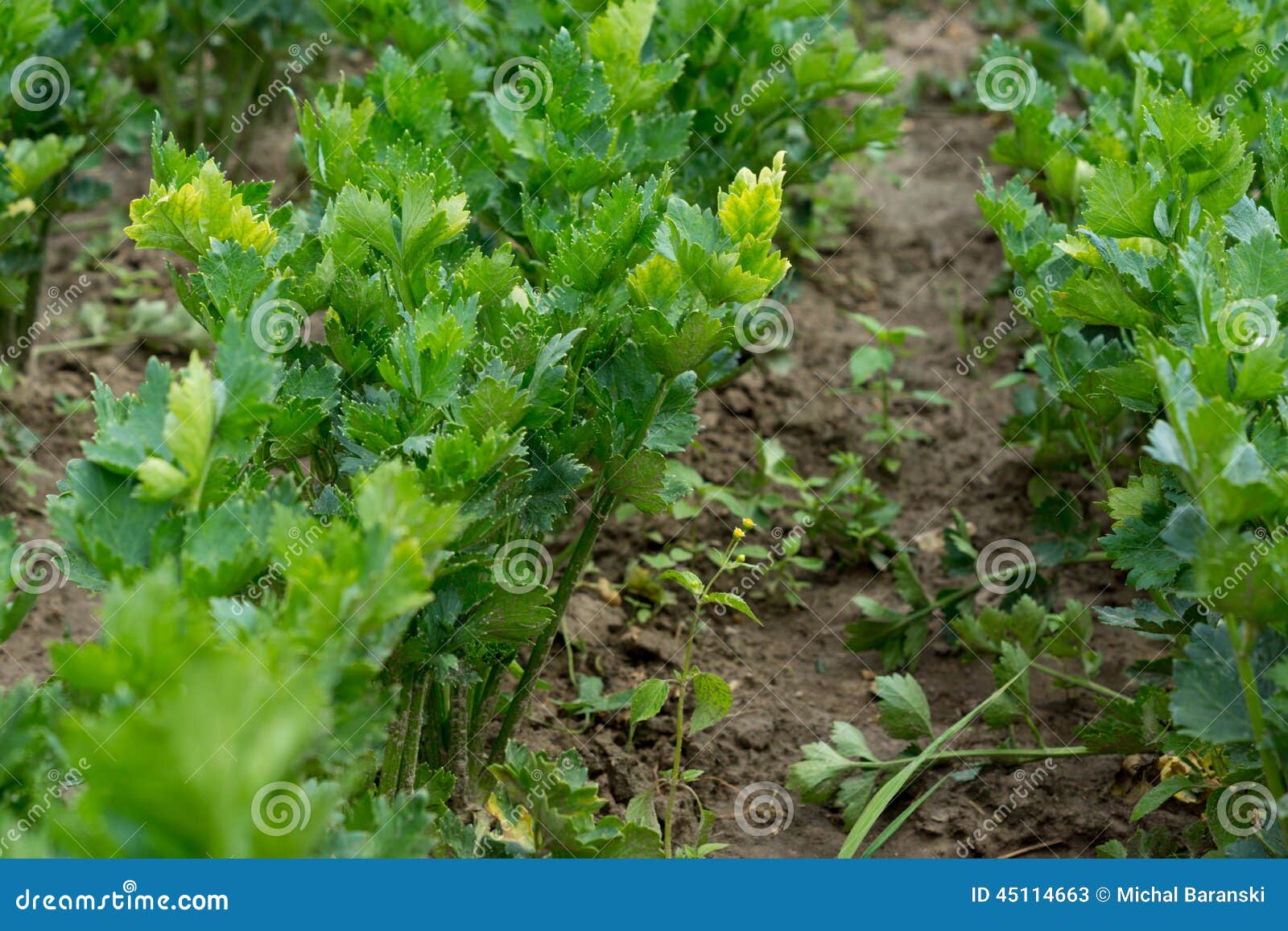 Celery stock image. Image of ecology, fresh, clean, healthy - 45114663