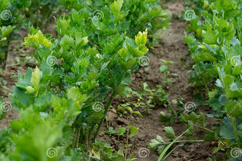 Celery stock image. Image of ecology, fresh, clean, healthy - 45114663