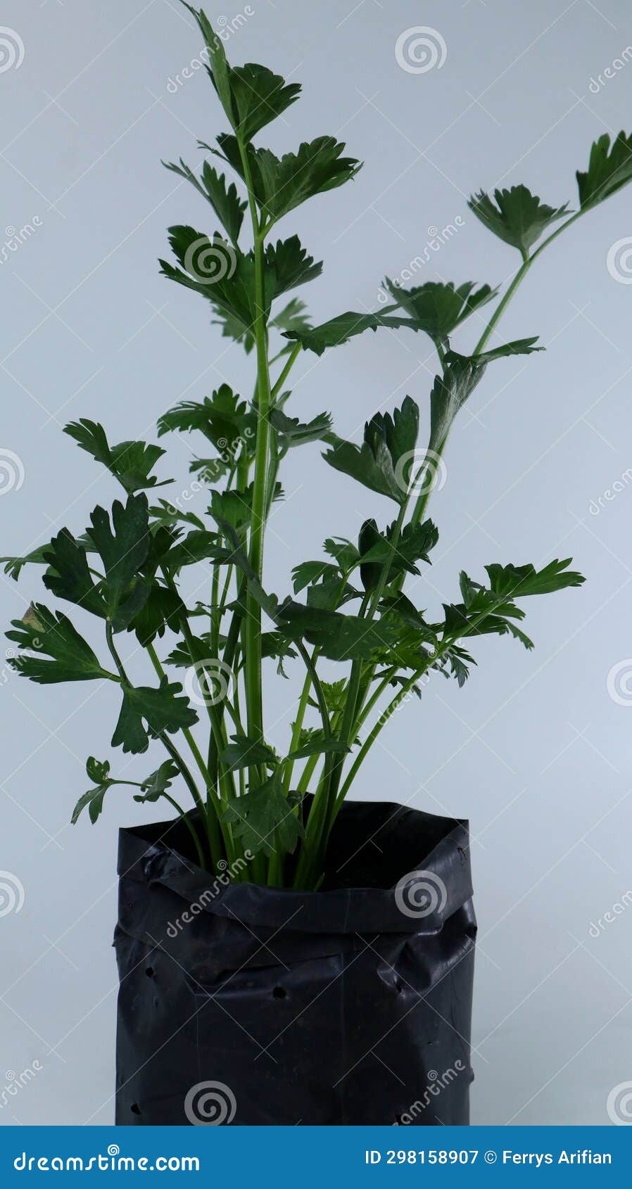 Celery Tree Leaves Planted in Polybags Stock Image - Image of green ...