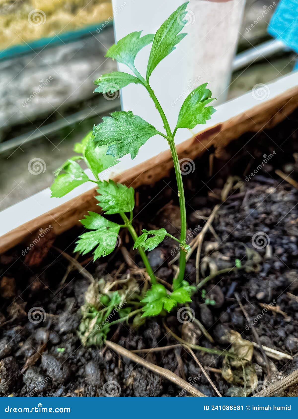 Celery Tree, Which is Useful for Cooking and Planted in the Yard Stock ...