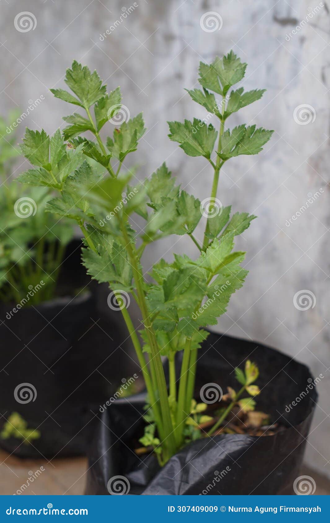 Celery trees stock image. Image of grass, variation - 307409009