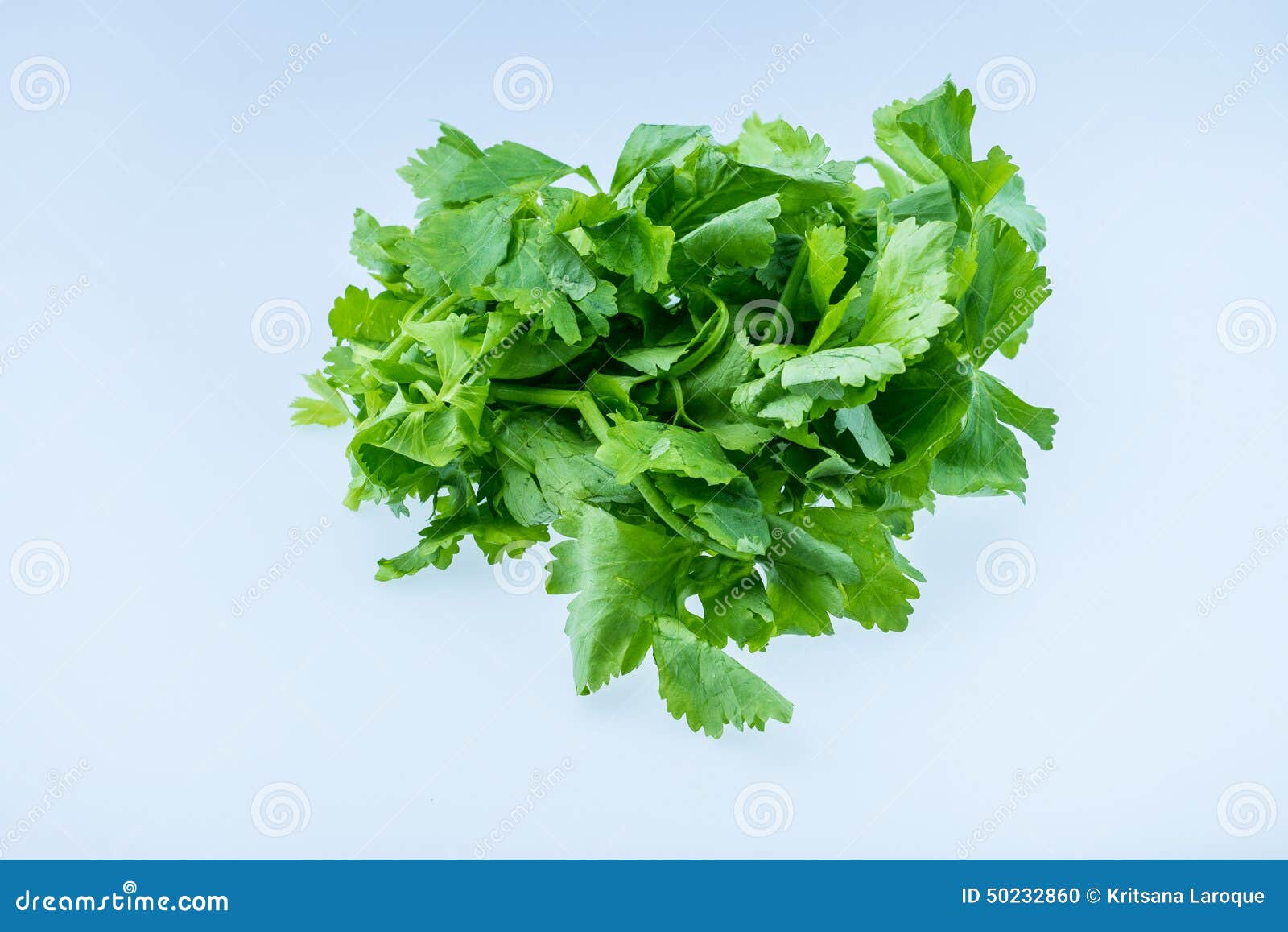 Celery Vegetable for Cooking Isolated Stock Photo - Image of organic ...