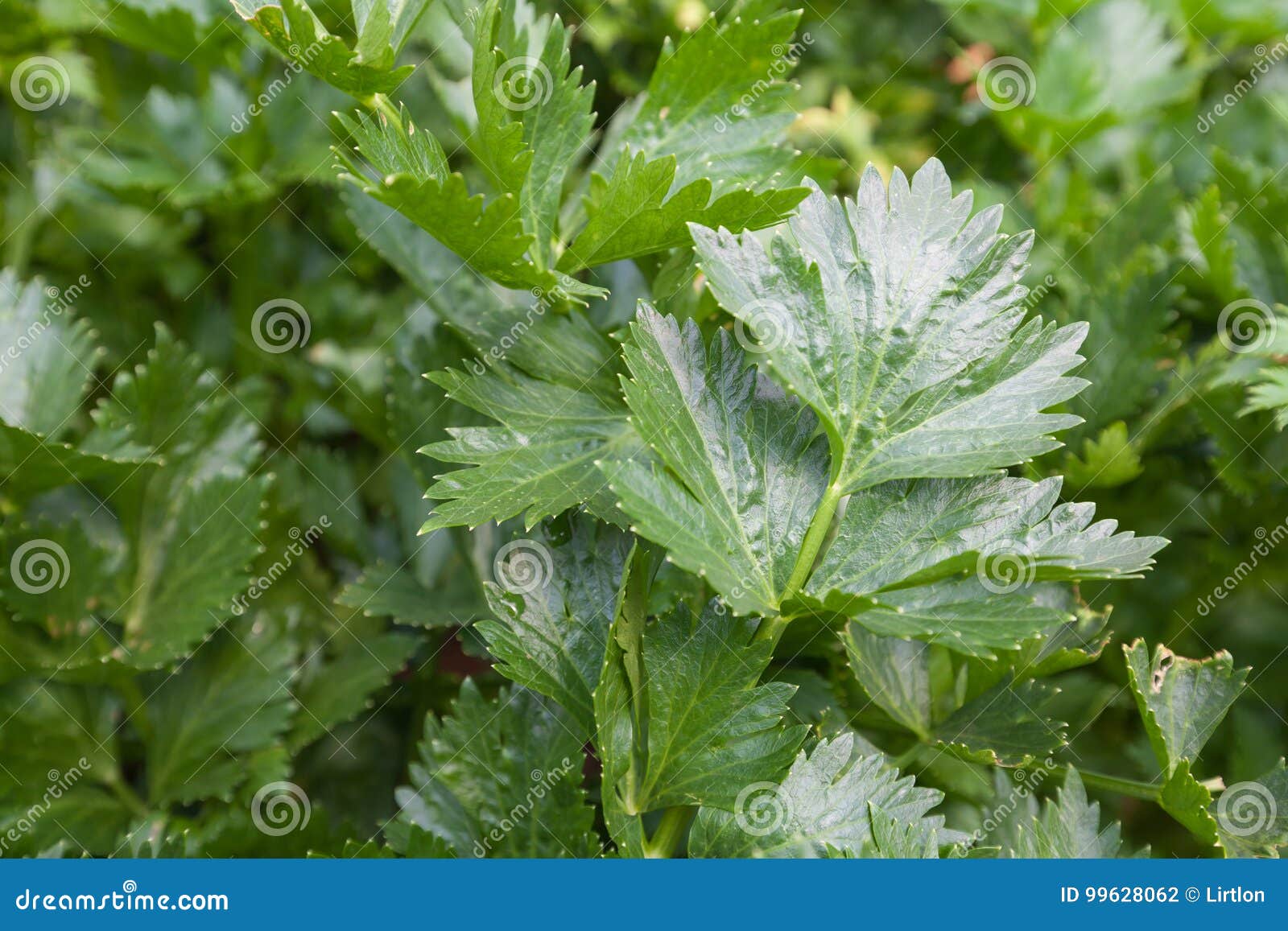 Celery vegetable close up stock photo. Image of high - 99628062
