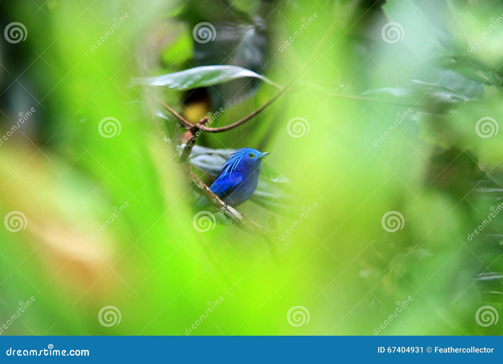 Celestial Monarch stock image. Image of male, bird, asia - 67404931