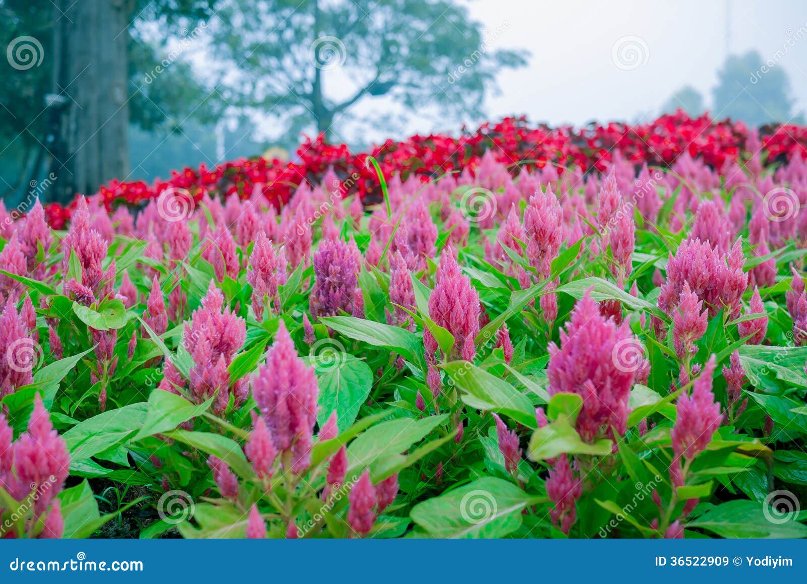 Celisia or cockscomb stock image. Image of cockscomb - 36522909