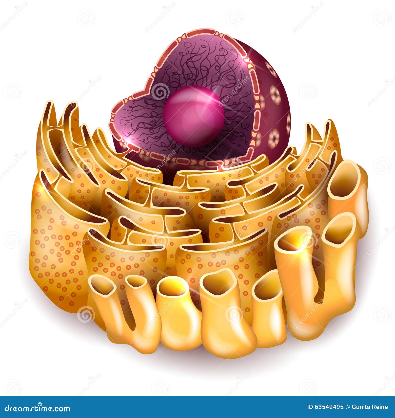 Celkern En Endoplasmic Netwerk Vector Illustratie - Illustration of ...