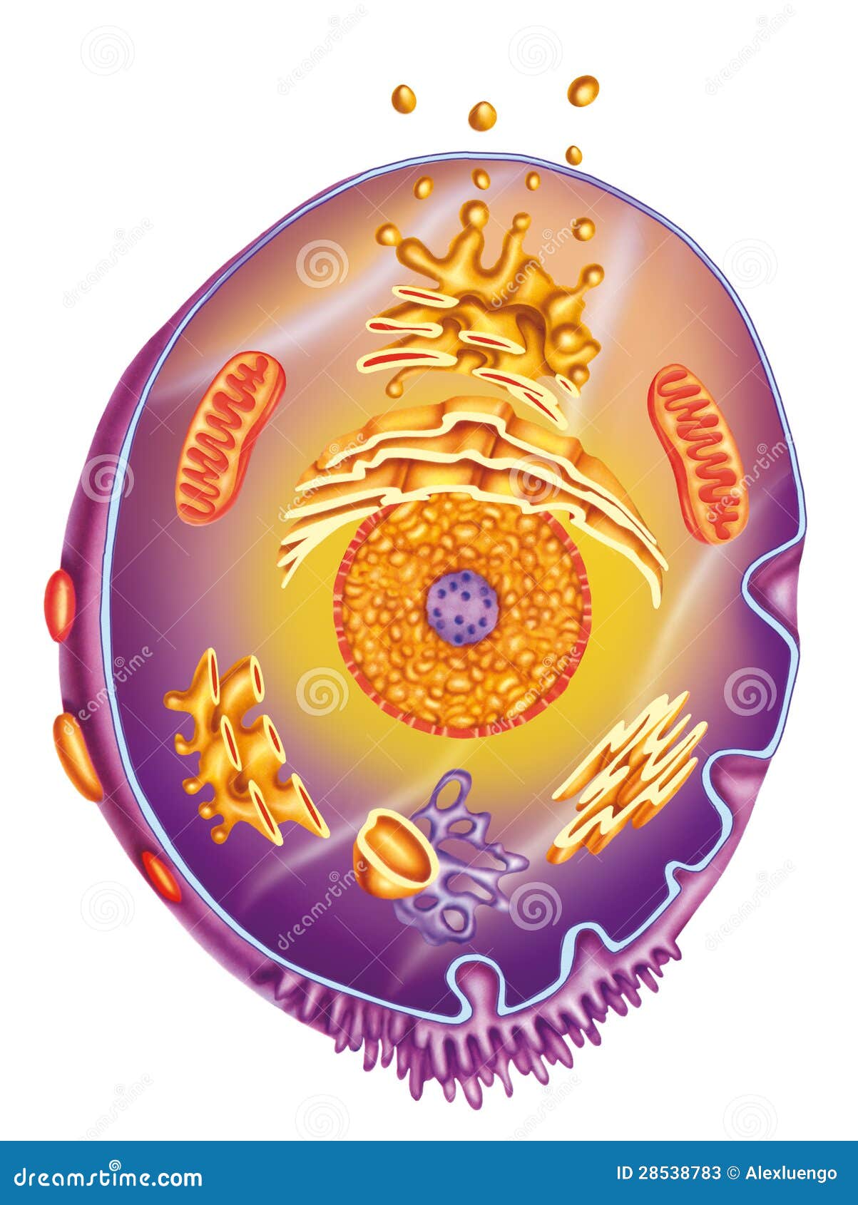 The cell stock illustration. Illustration of life, health - 28538783