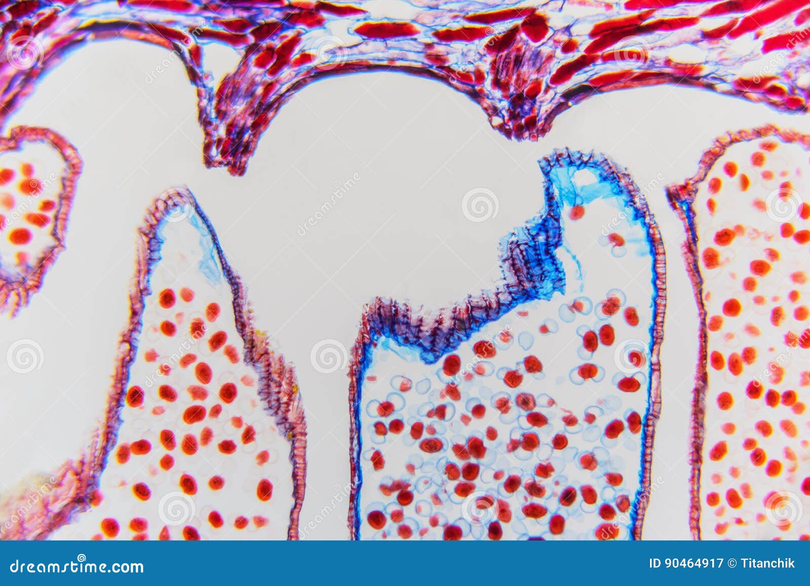 Cell abstract flower stock image. Image of magnification - 90464917
