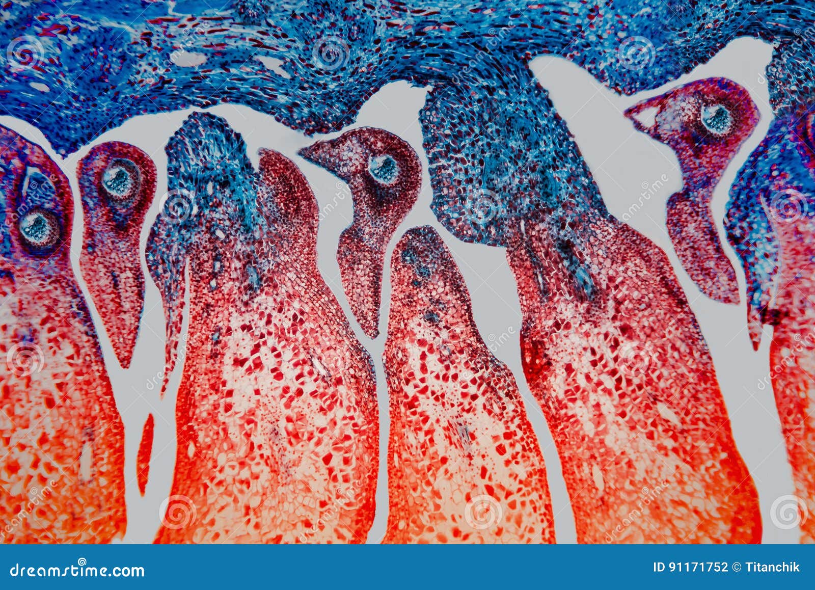 Cell abstract flower stock photo. Image of microbiology - 91171752