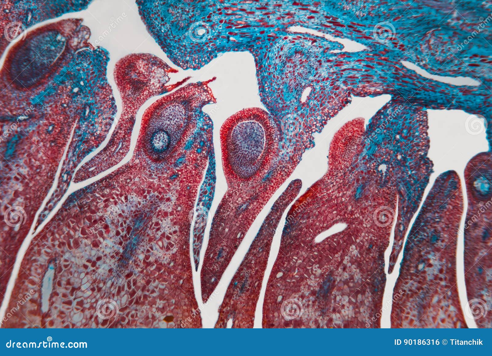 Cell abstract flower stock photo. Image of laboratory - 90186316