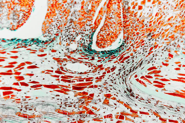 Cell abstract flower stock image. Image of endoplasmic - 90186733