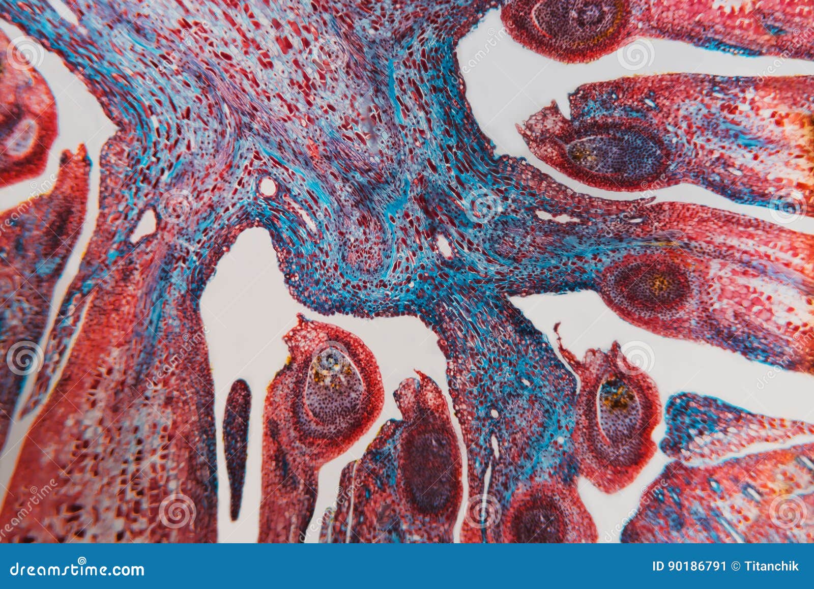 Cell abstract flower stock image. Image of chromosome - 90186791