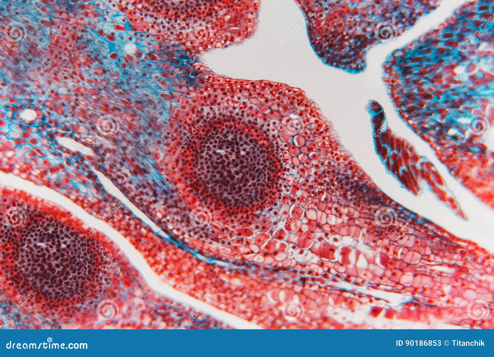 1,867 Flower Cross Section Stock Photos - Free & Royalty-Free Stock ...