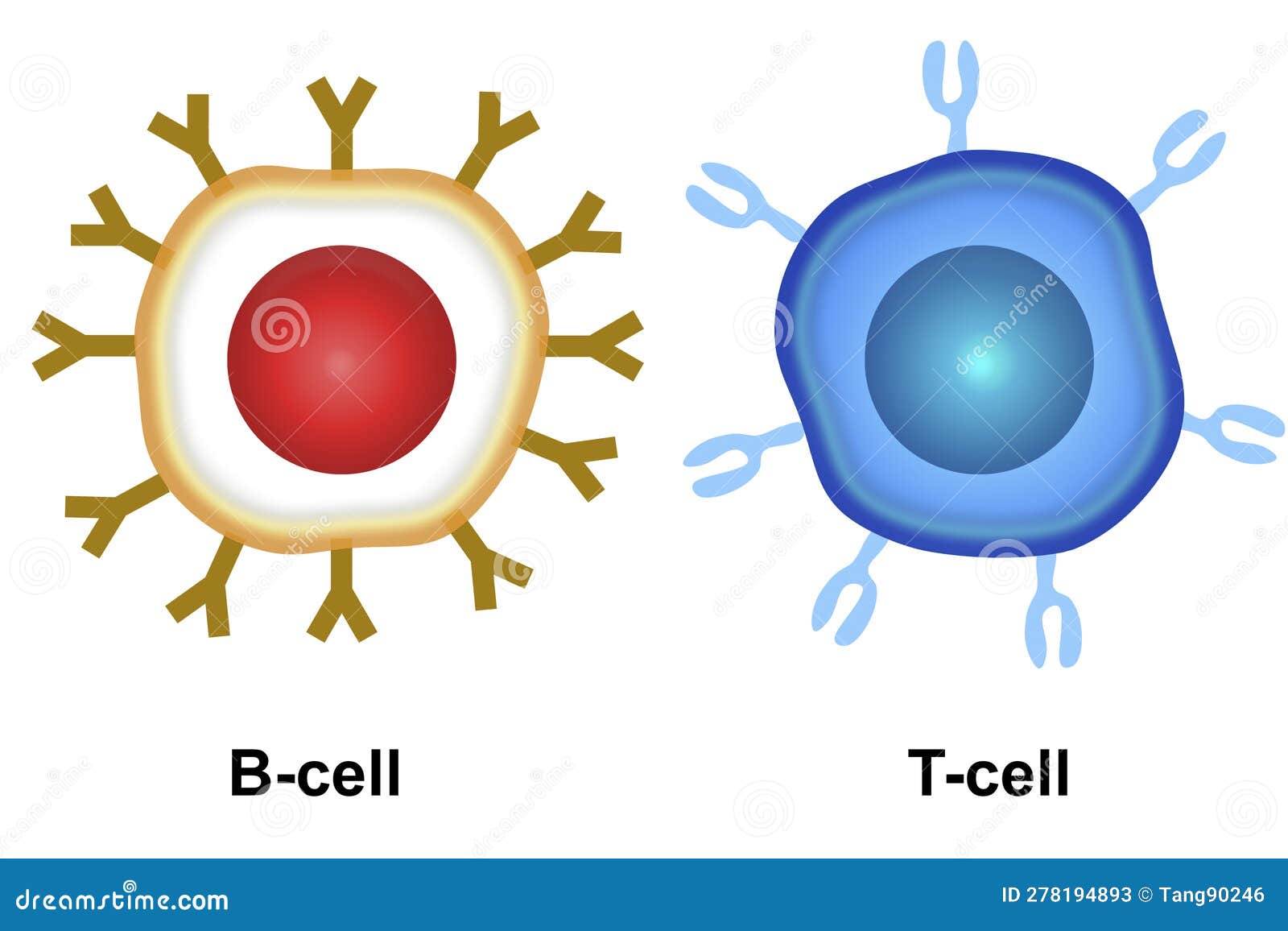 Cell of Adaptive Immune System Stock Illustration - Illustration of ...