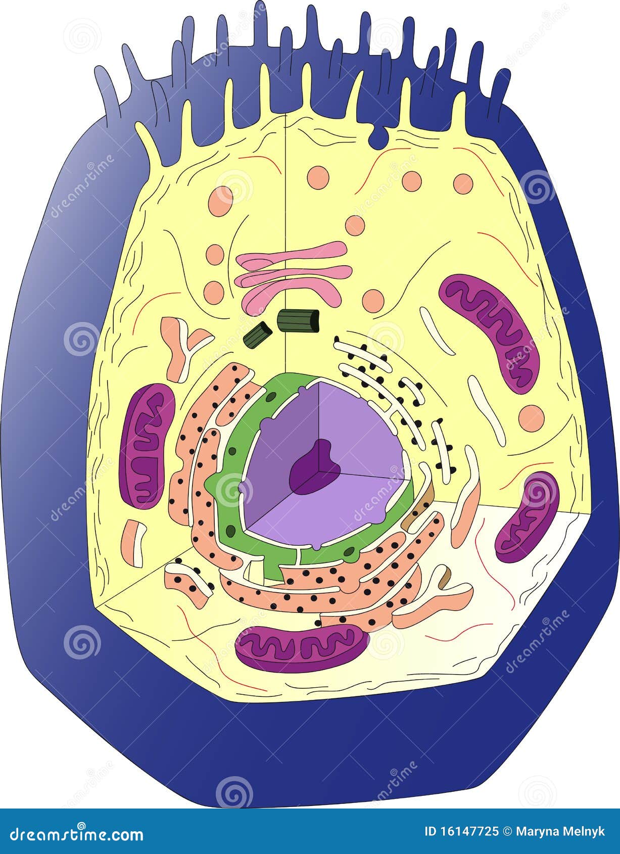 Cell vektor illustrationer. Illustration av macro, close - 16147725