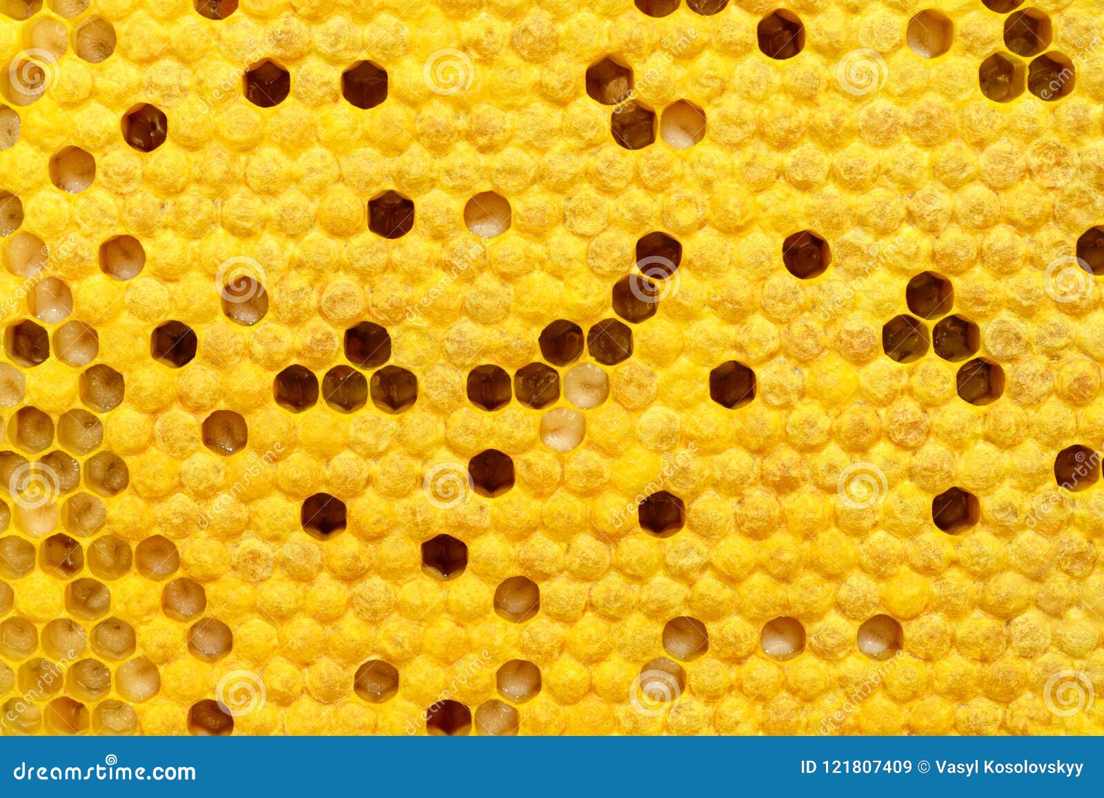 Bee On A Cell With Larvae. Bees Broods. Concept Of Beekeeping. Royalty ...