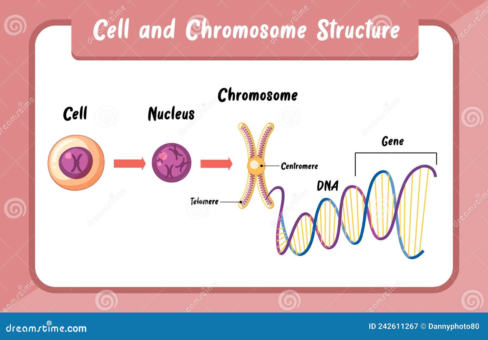 Cell And Chromosome Structure Infographic Stock Vector Illustration