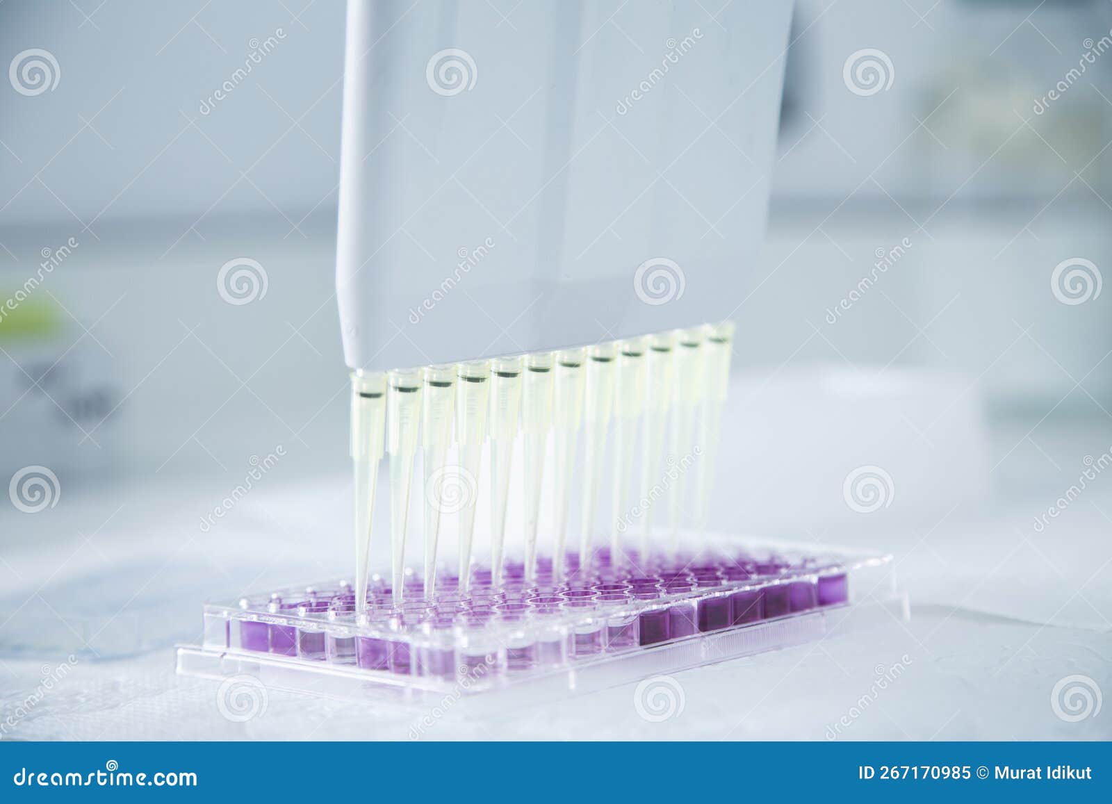 Cell Culture at the Cell Culture Laboratory Stock Image - Image of ...