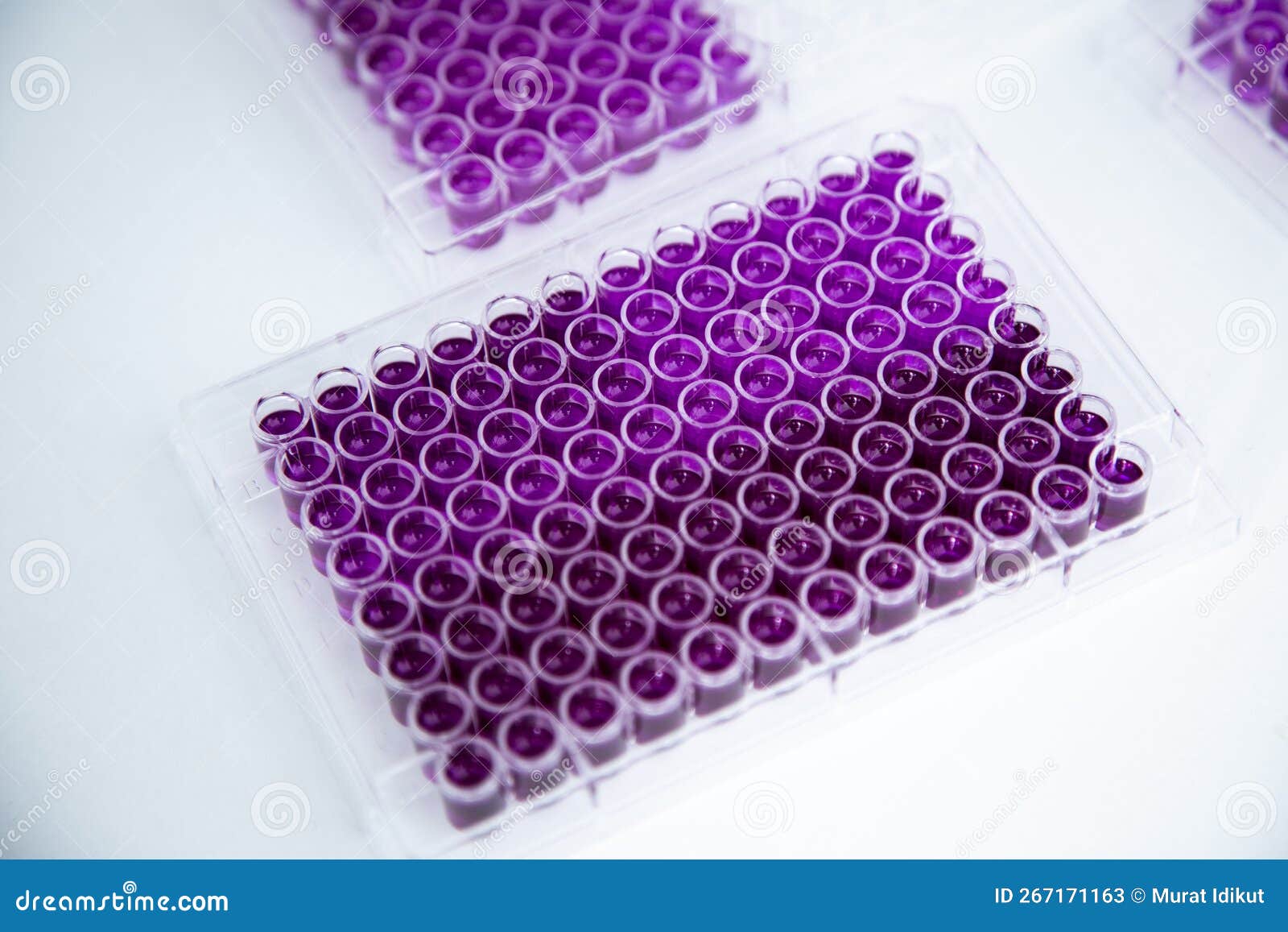 Cell Culture at the Cell Culture Laboratory Stock Image - Image of ...