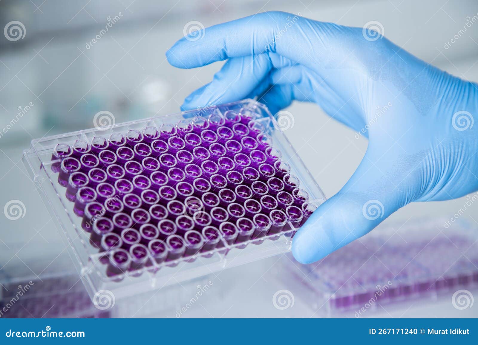 Cell Culture at the Cell Culture Laboratory Stock Photo - Image of ...