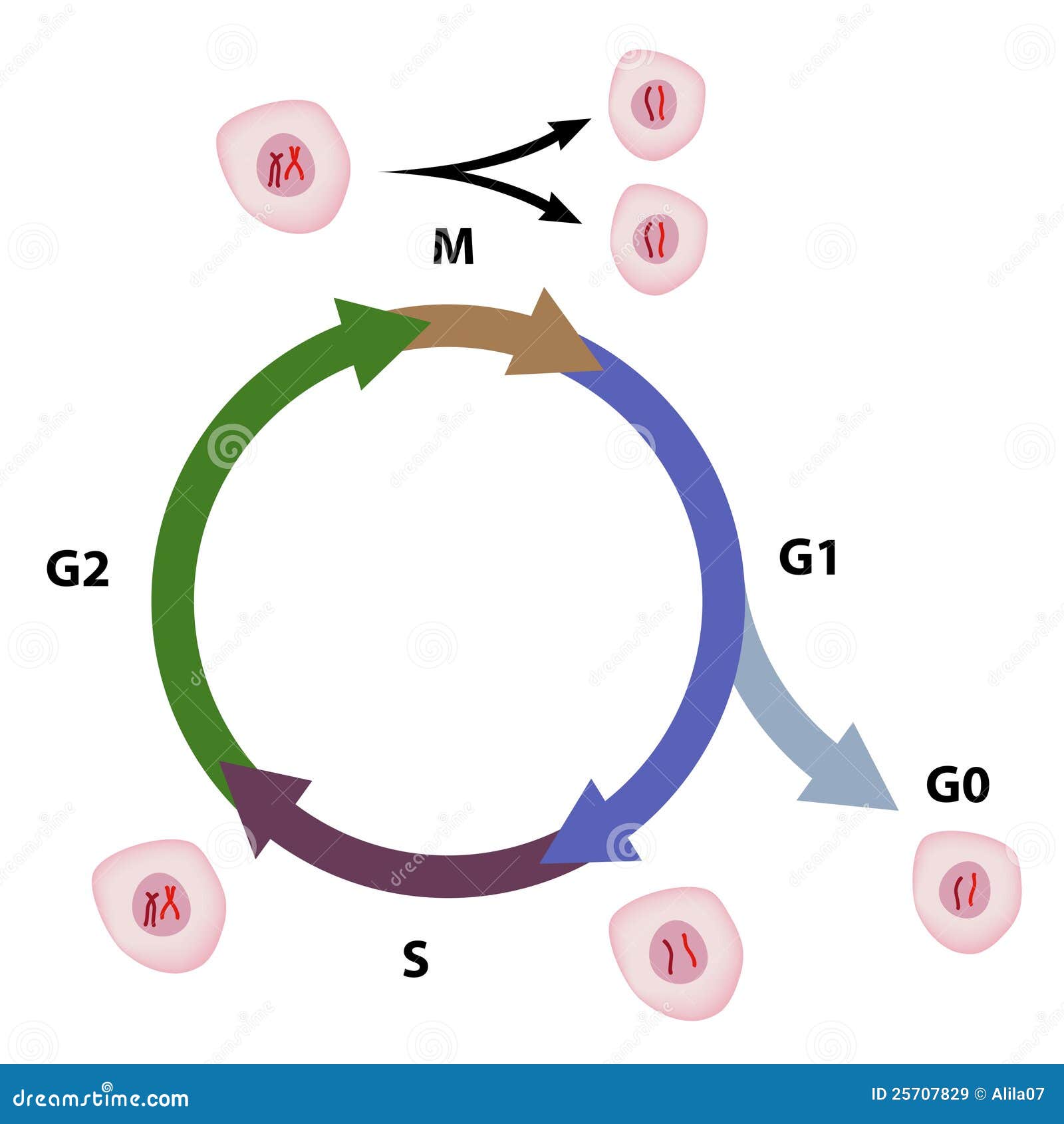 The cell cycle stock vector. Illustration of replication - 25707829
