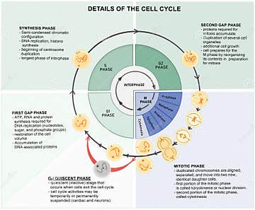 Cell Cycle Details stock illustration. Illustration of quiescence ...