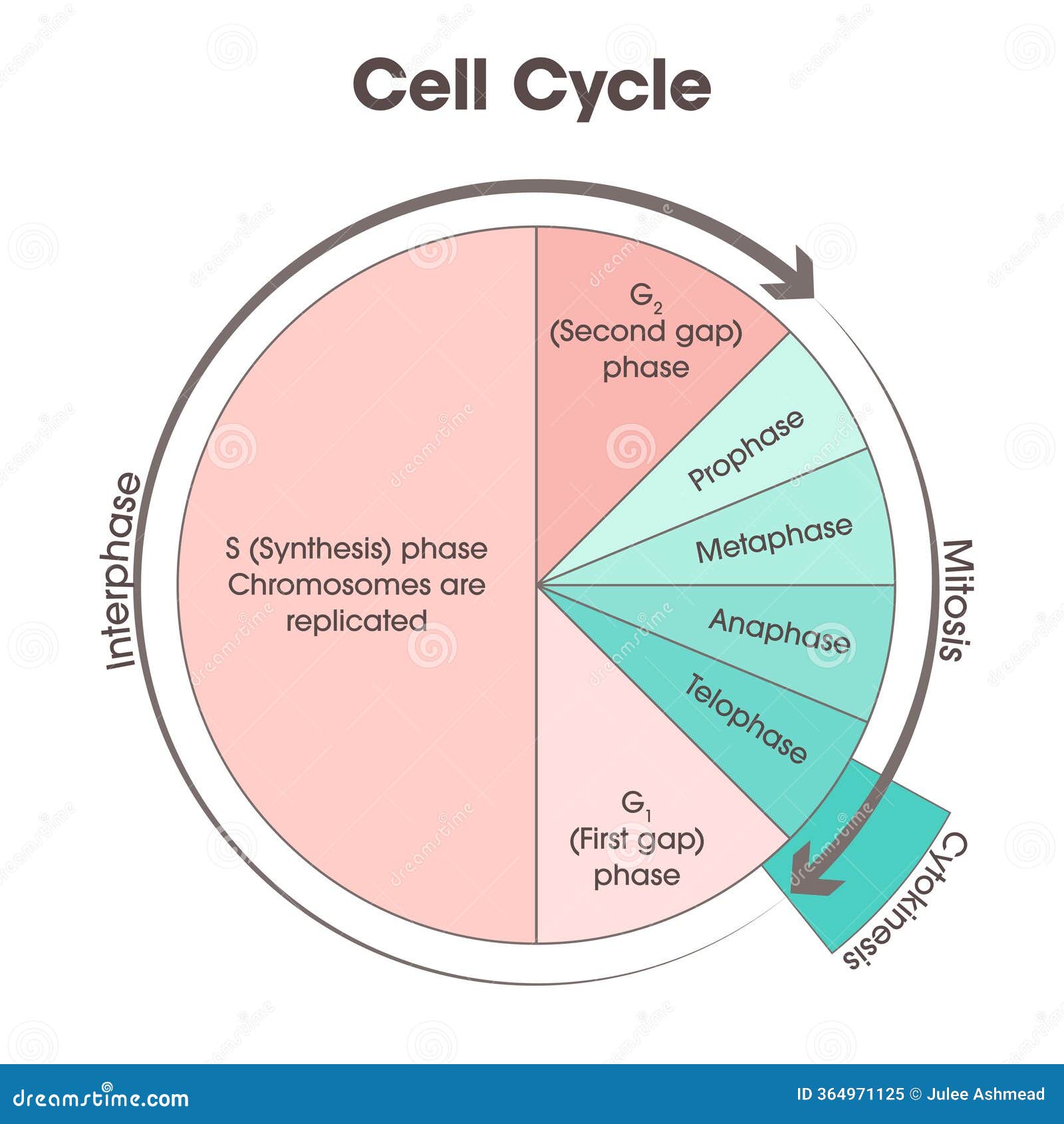 Telophase Cartoons, Illustrations & Vector Stock Images - 277 Pictures ...