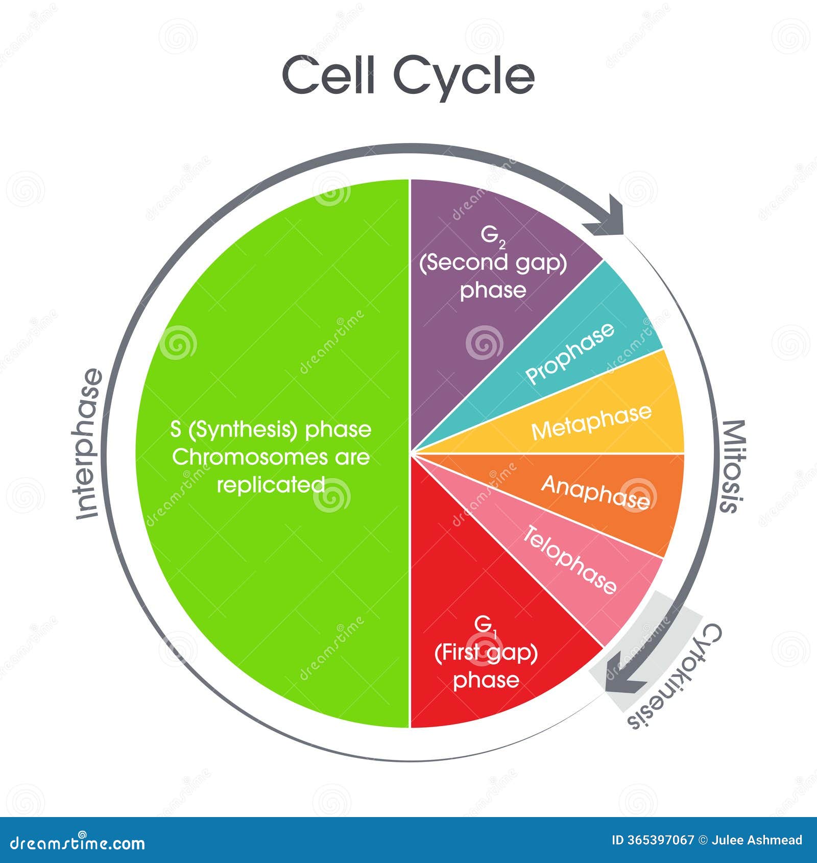 Telophase Cartoons, Illustrations & Vector Stock Images - 277 Pictures ...