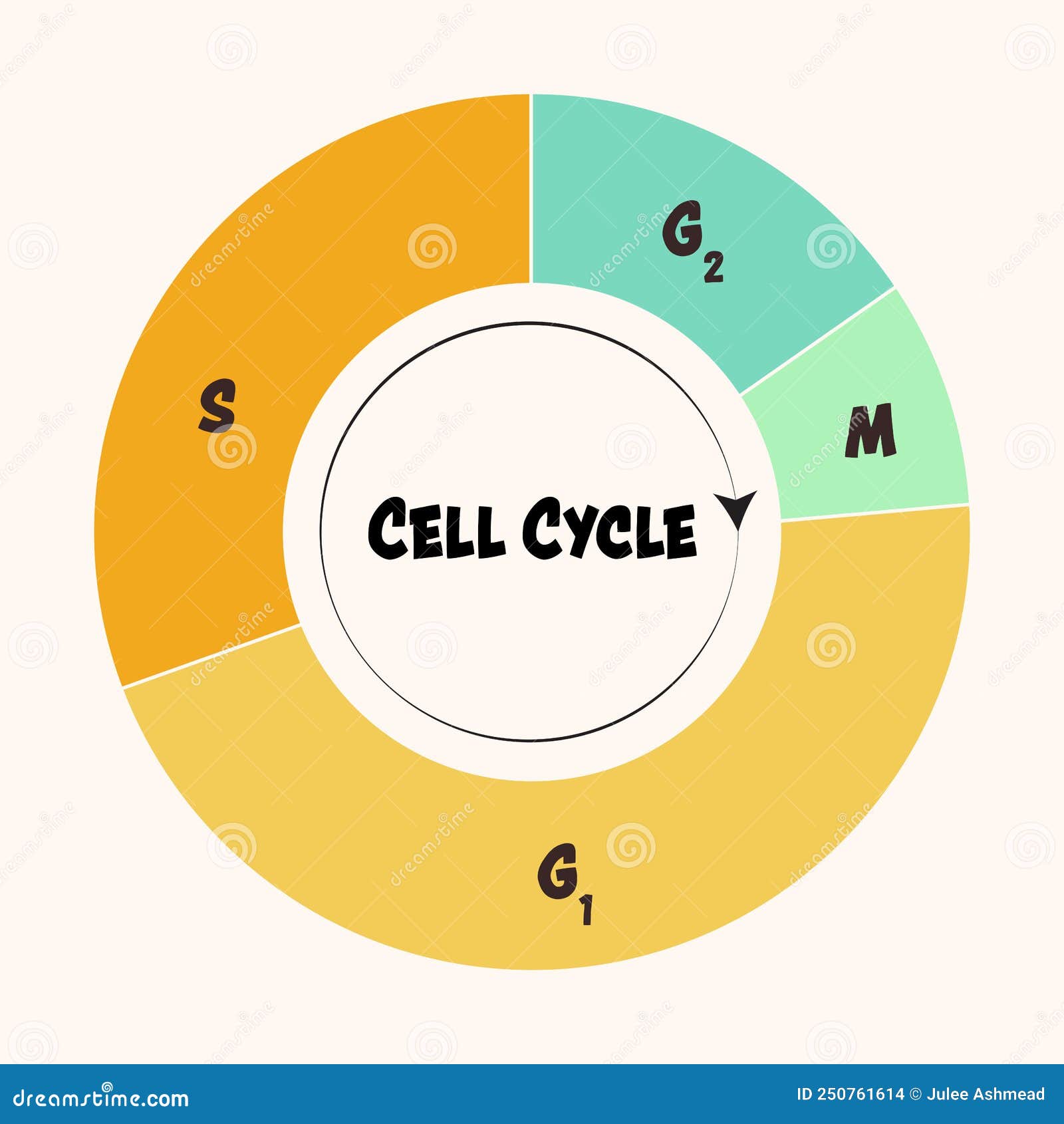 Mitosis Phases Cartoon Vector | CartoonDealer.com #259722425
