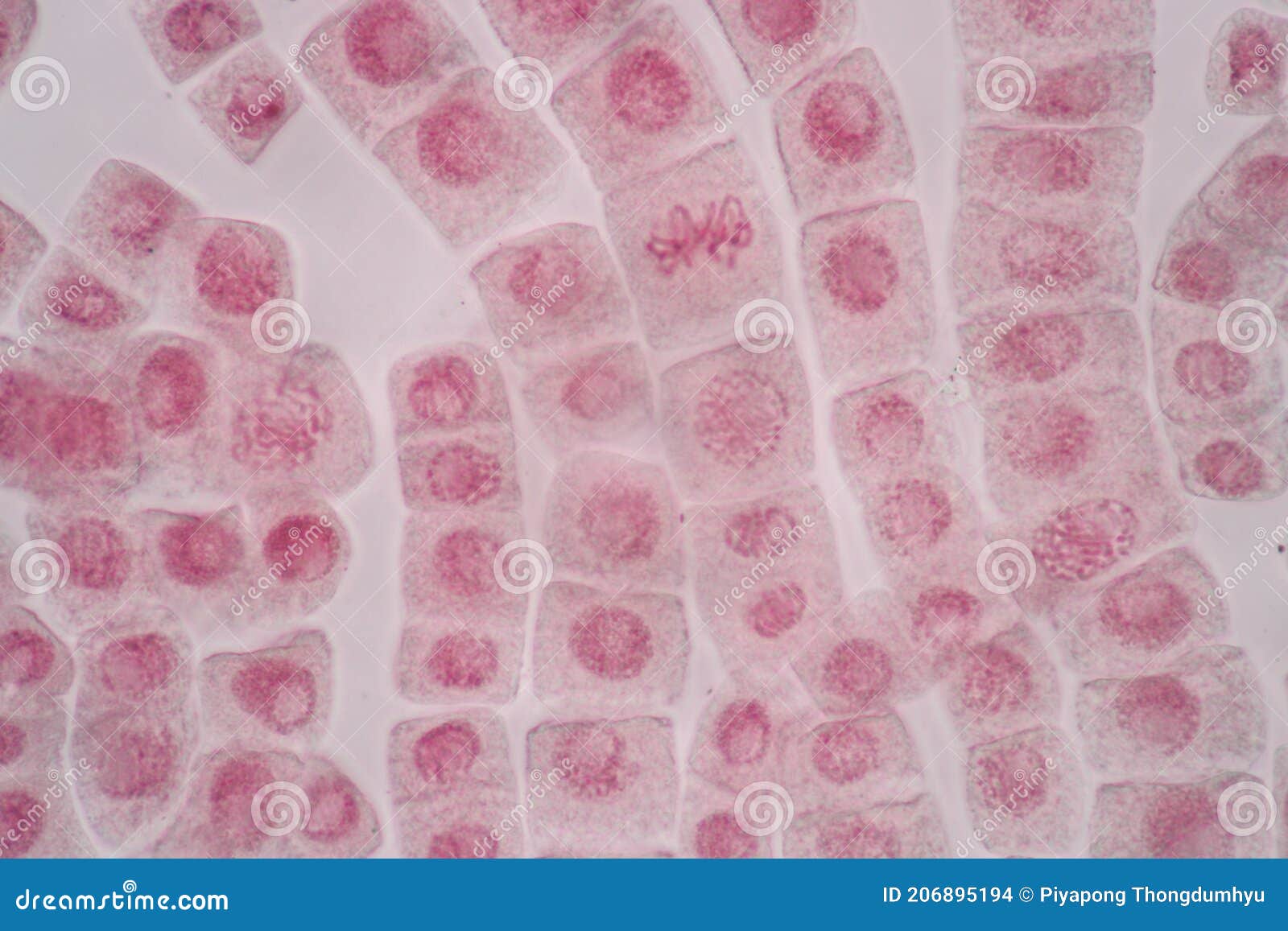 Cell Division and Cell Cycle Under the Microscope. Stock Photo - Image ...