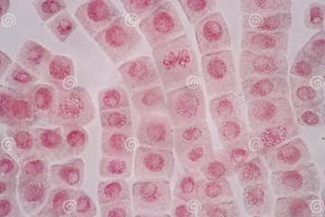 Cell Division and Cell Cycle Under the Microscope. Stock Photo - Image ...