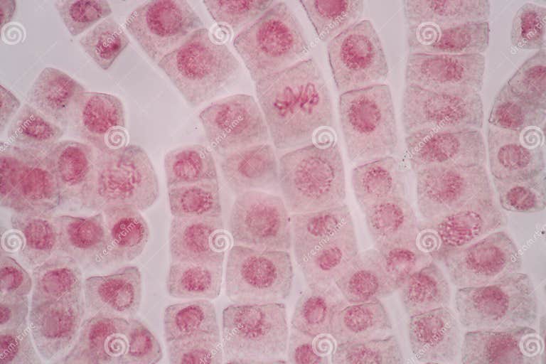 Cell Division and Cell Cycle Under the Microscope. Stock Photo - Image ...