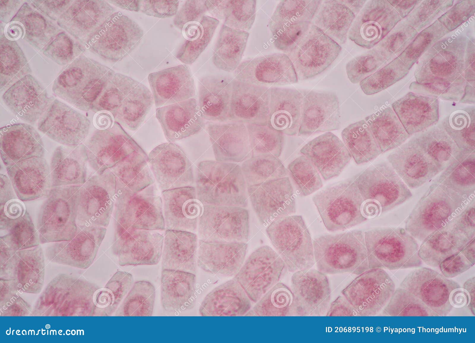 Cell Division and Cell Cycle Under the Microscope. Stock Photo - Image ...