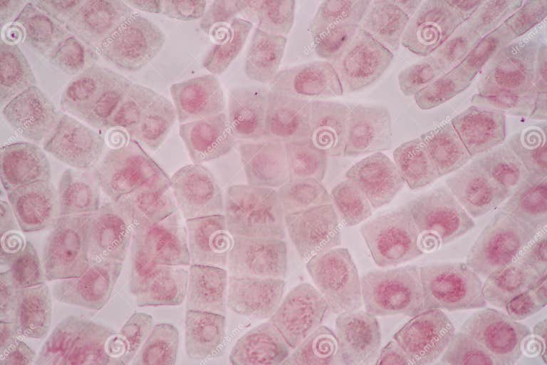 Cell Division and Cell Cycle Under the Microscope. Stock Photo - Image ...