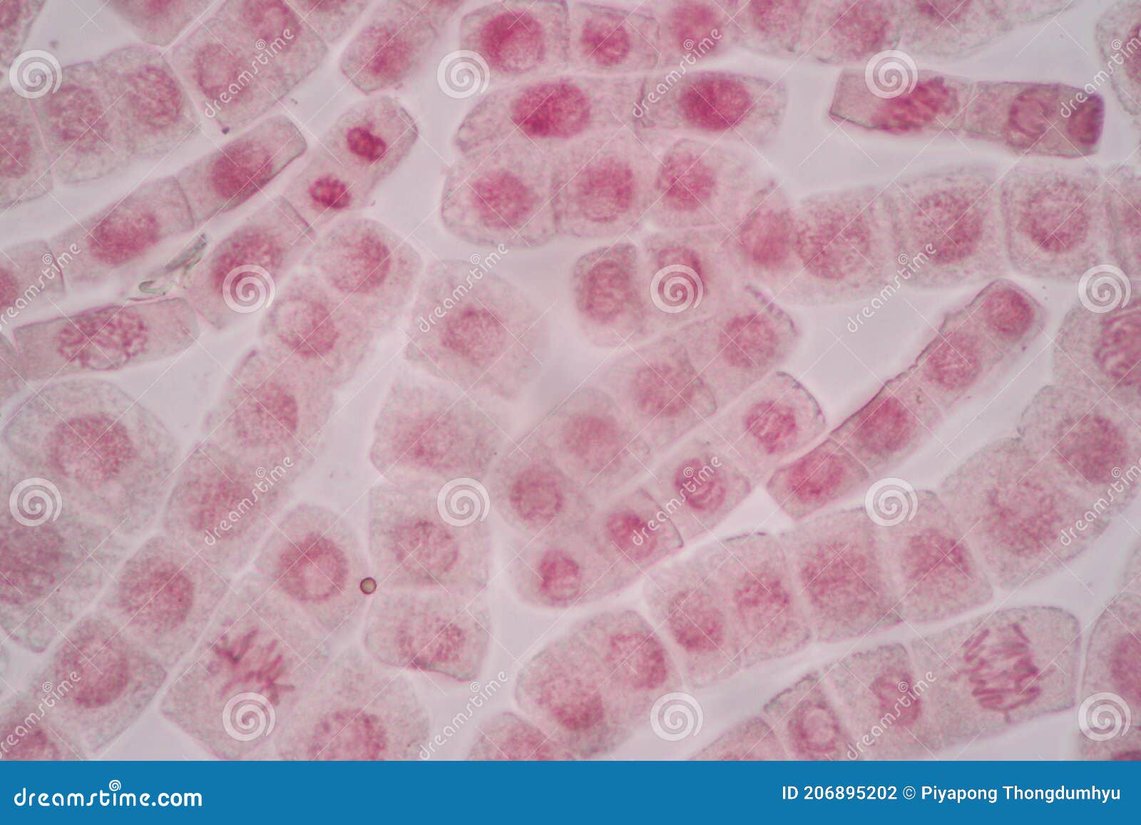 Cell Division and Cell Cycle Under the Microscope. Stock Photo - Image ...