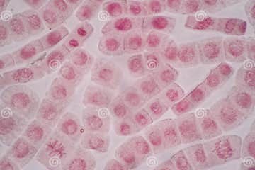 Cell Division and Cell Cycle Under the Microscope. Stock Photo - Image ...