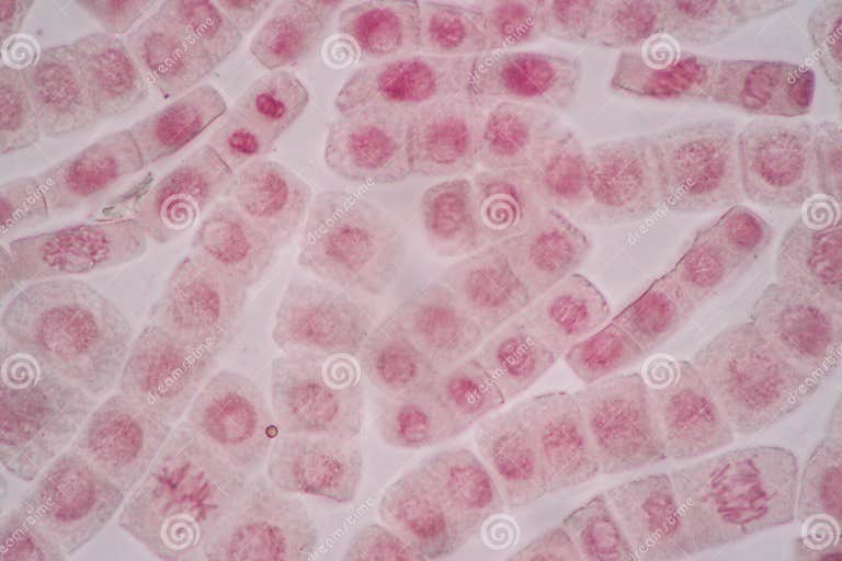Cell Division and Cell Cycle Under the Microscope. Stock Photo - Image ...
