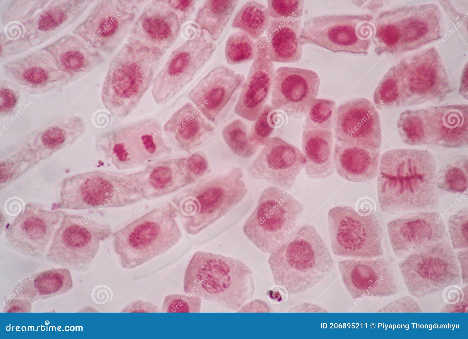 Cell Division and Cell Cycle Under the Microscope. Stock Image - Image ...