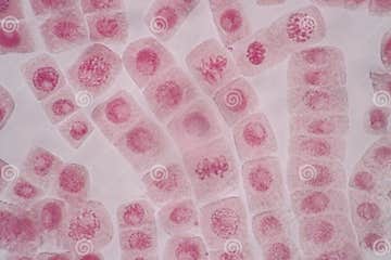 Cell Division and Cell Cycle Under the Microscope. Stock Image - Image ...