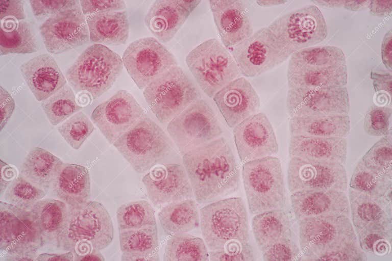 Cell Division and Cell Cycle Under the Microscope. Stock Image - Image ...