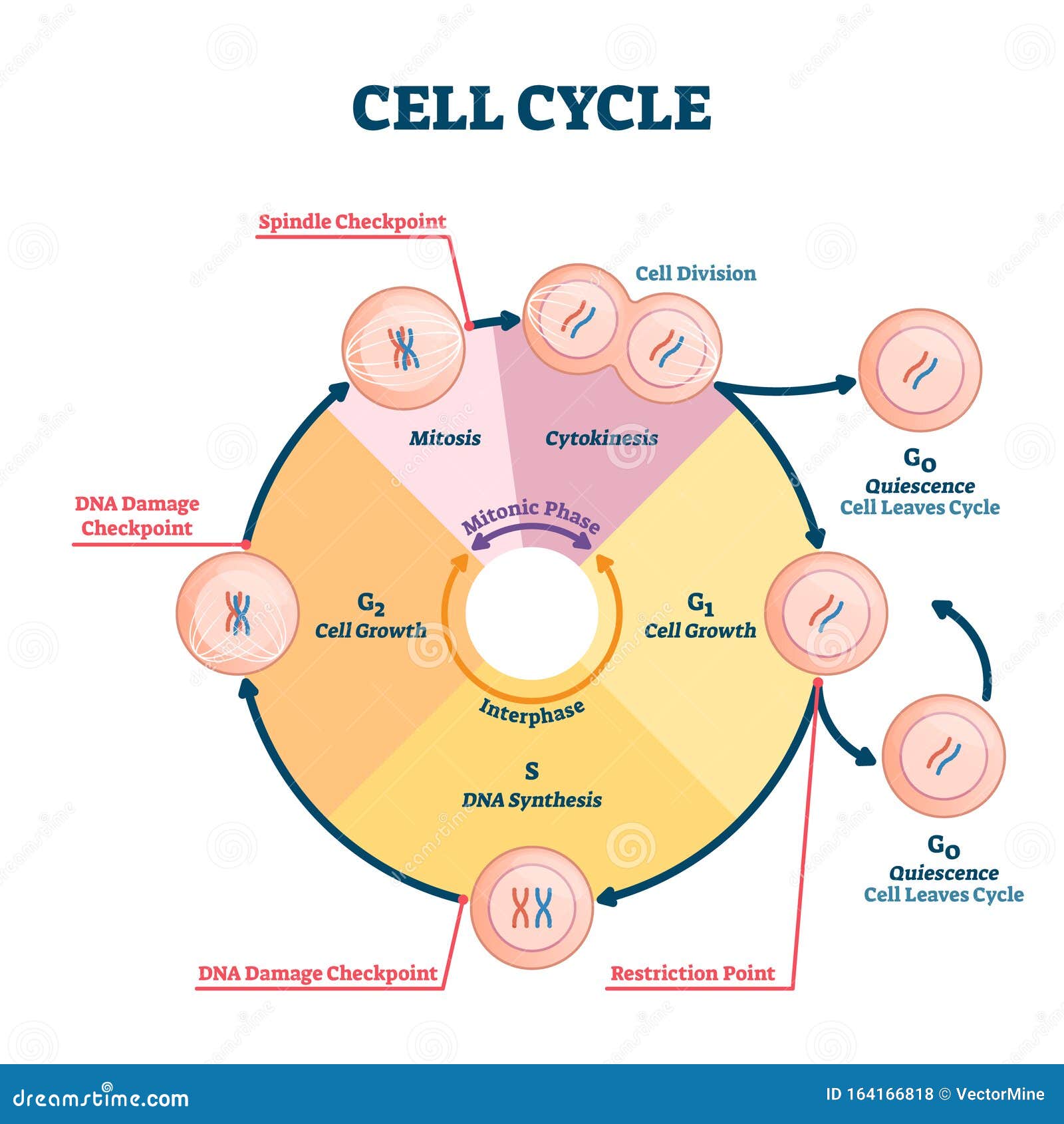 Cell Cycle Checkpoints Diagram Cell Cycle Checkpoints Diagram