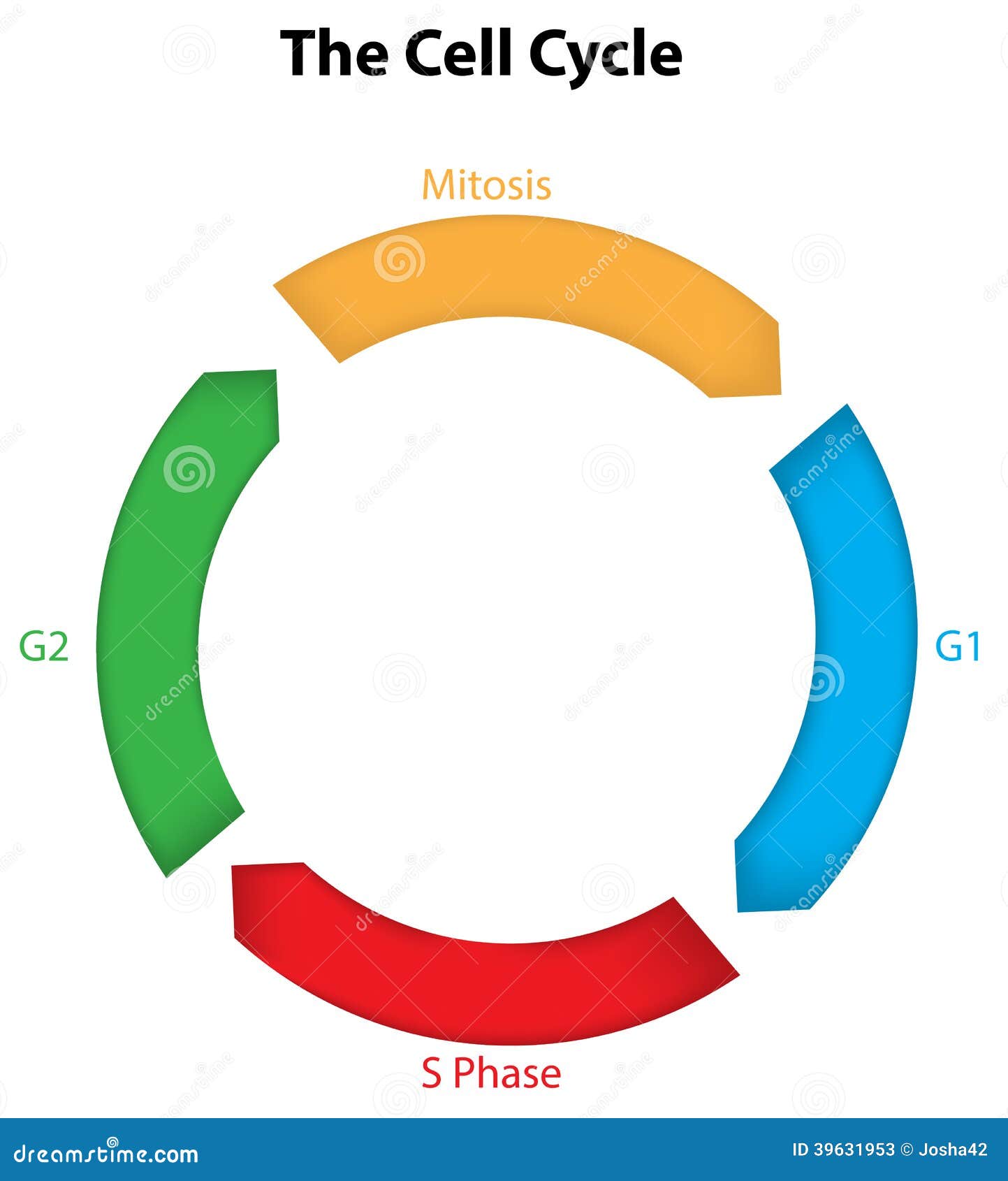 The Cell Cycle stock illustration. Illustration of anatomy - 39631953