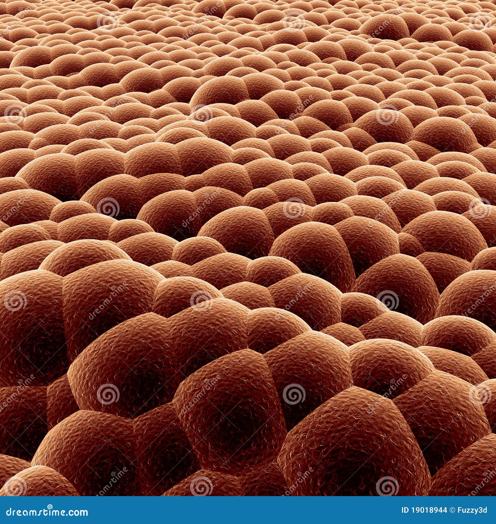 Cell derma stock illustration. Illustration of biology - 19018944