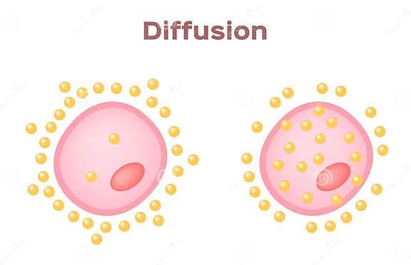 Cell diffusion vector stock vector. Illustration of education - 137774580