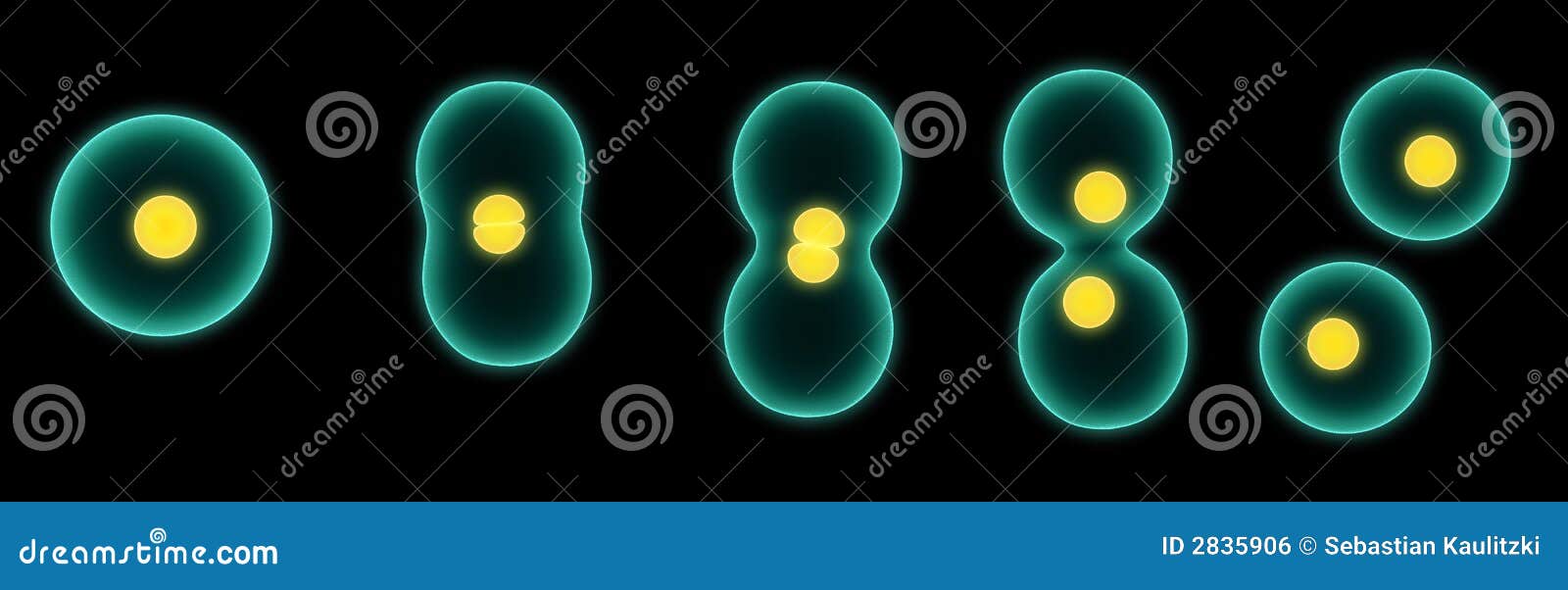 Cell division stock illustration. Illustration of biology - 2835906