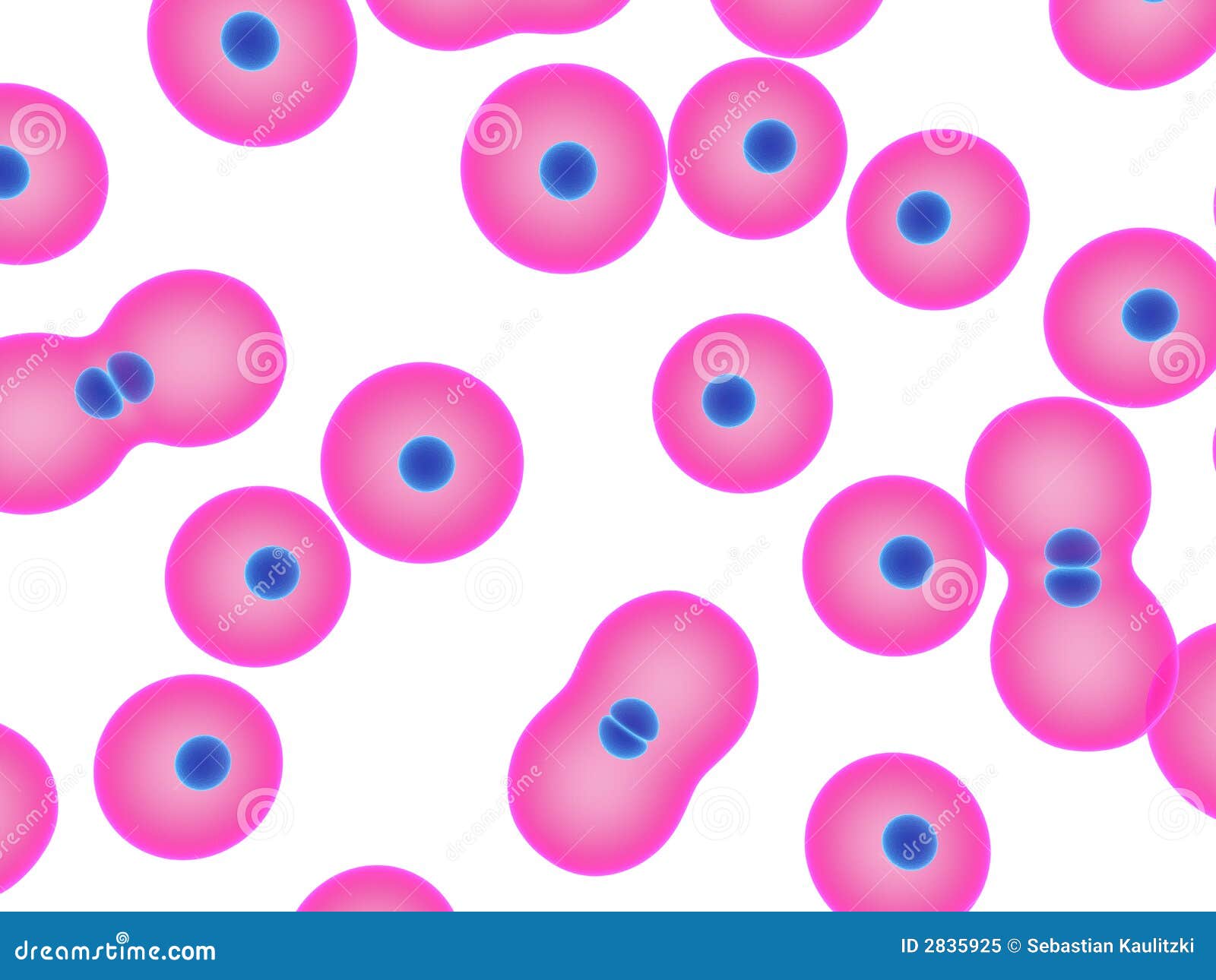 Cell division stock illustration. Illustration of infections - 2835925