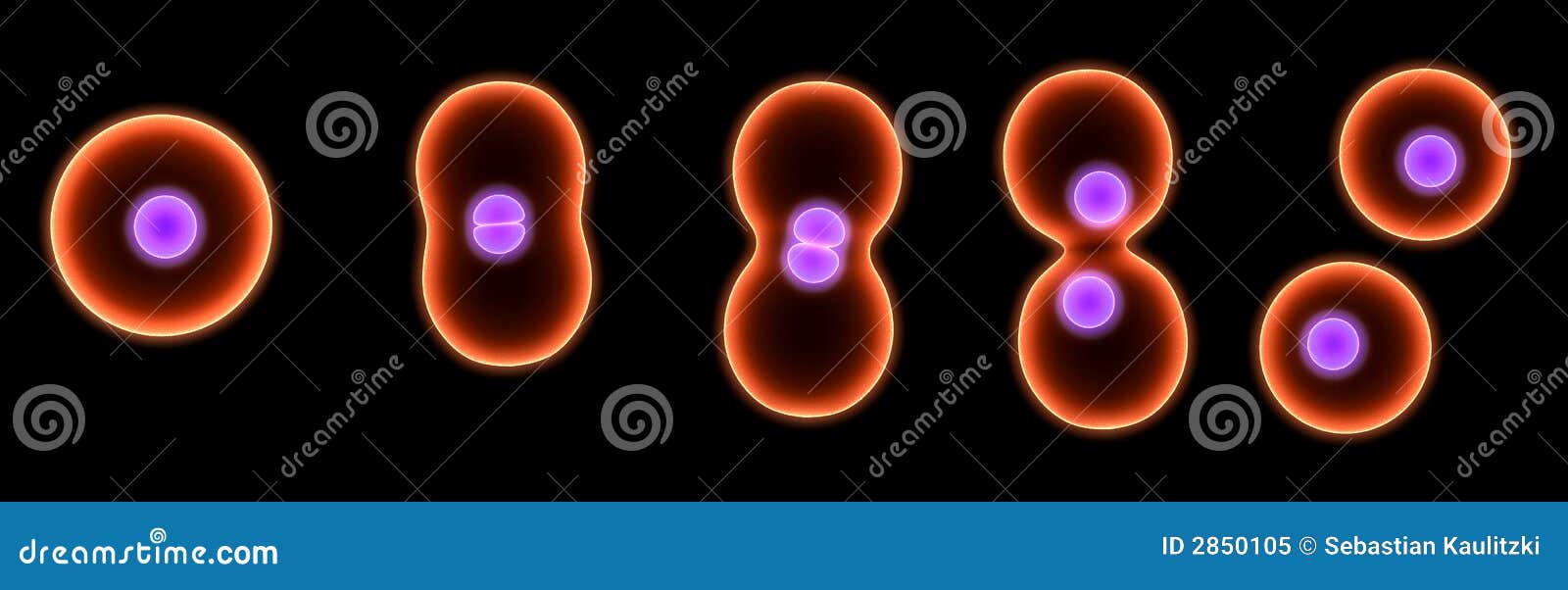 Cell Division Royalty-Free Stock Photo | CartoonDealer.com #2850105
